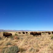 Ted Turner Reserves New Mexico guest ranch