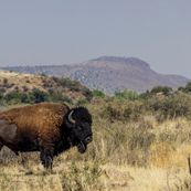 One of Ted Turner Reserves two southern New Mexico guest ranches