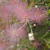 One of Ted Turner Reserves two southern New Mexico guest ranches