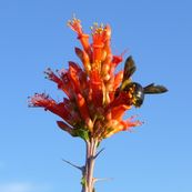 One of Ted Turner Reserves two southern New Mexico guest ranches